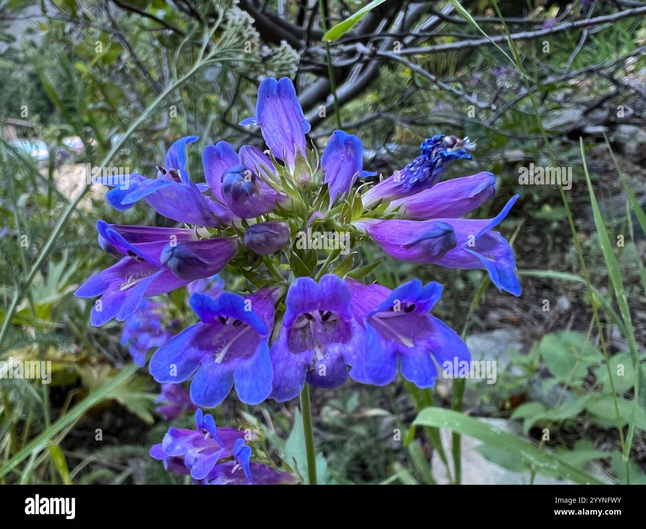 Penstemon serrulatus hi-res stock photography and images - Alamy