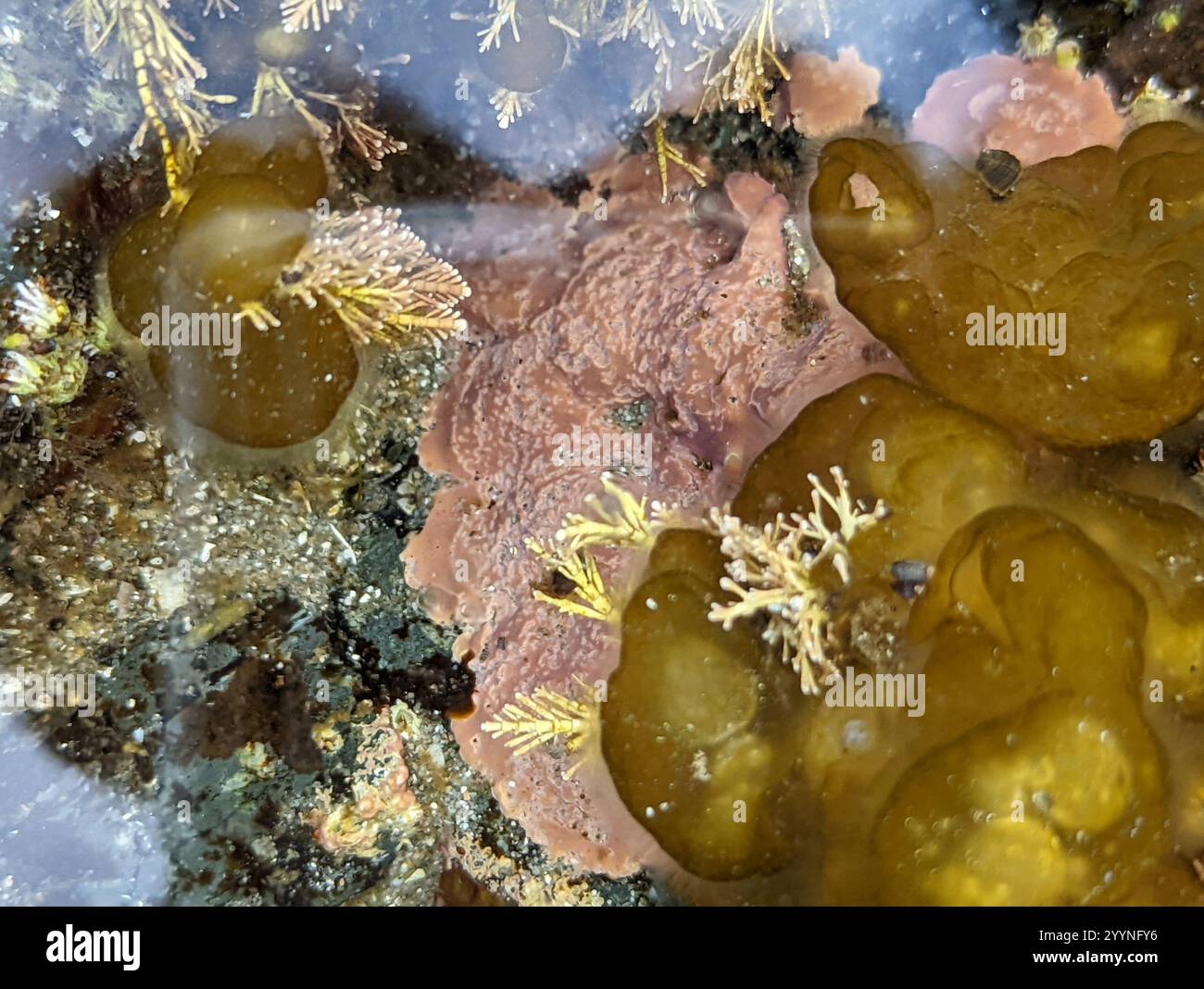 Coralline algae (Corallinales Stock Photo - Alamy