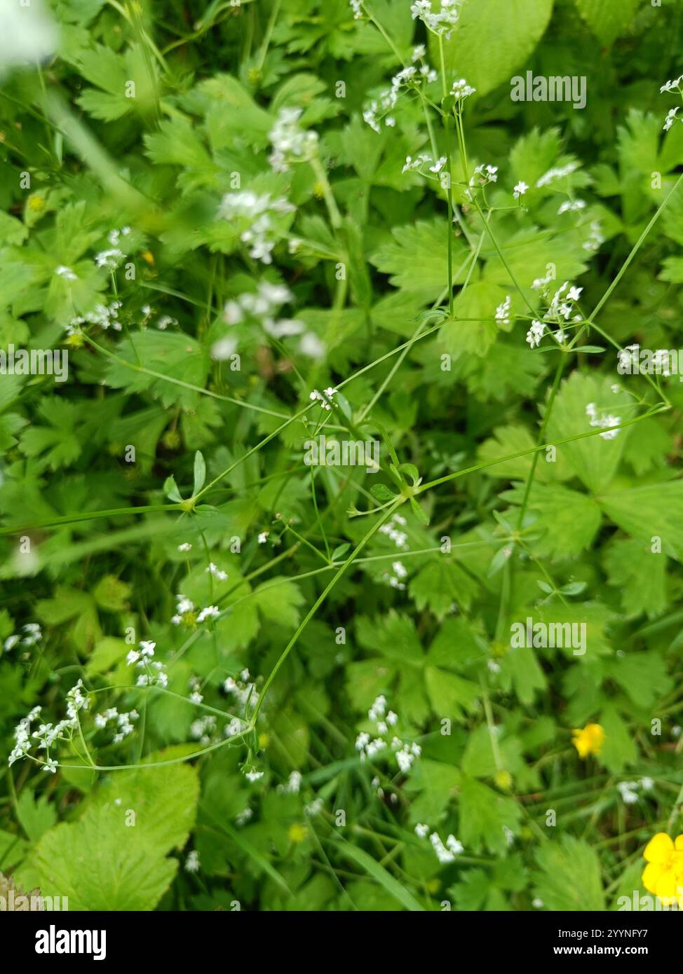 Common Marsh-bedstraw (Galium palustre Stock Photo - Alamy