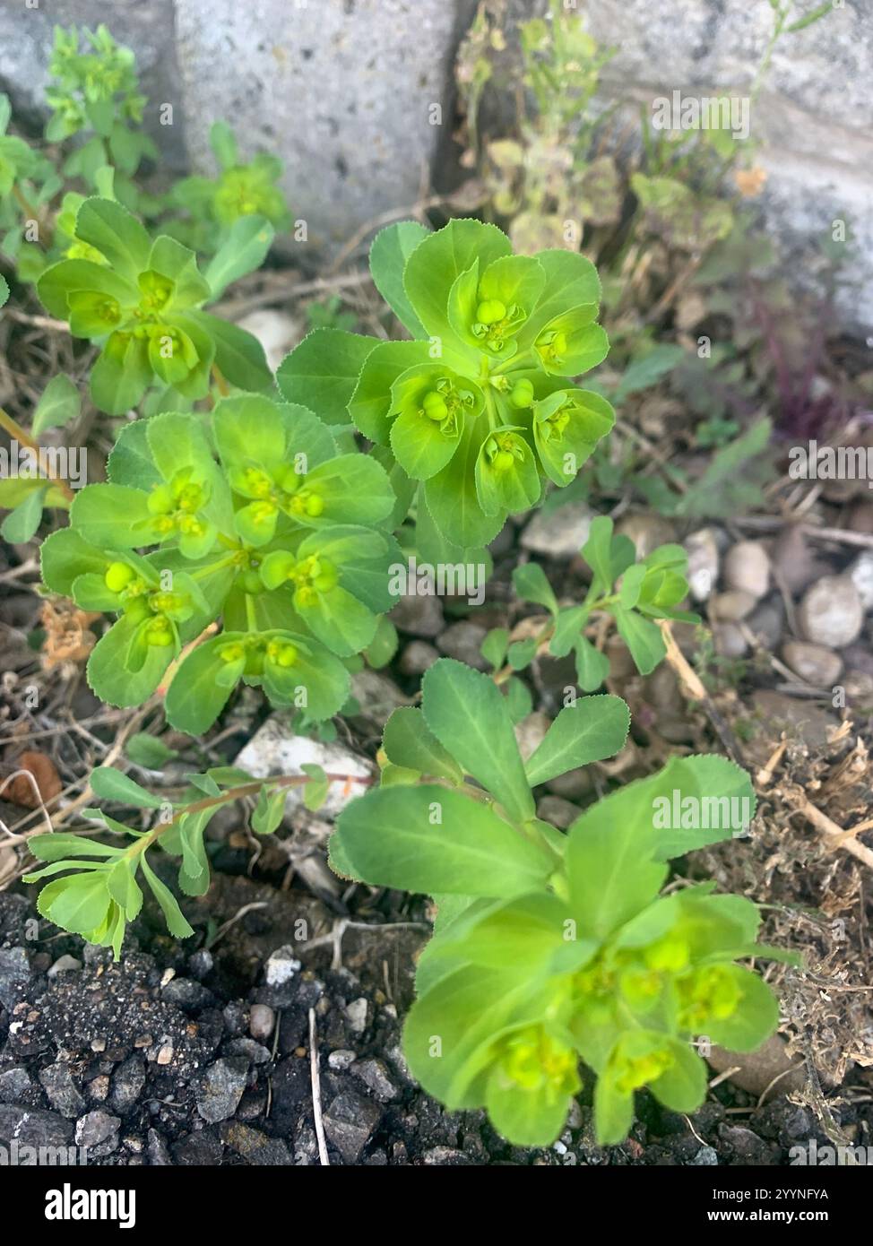 Sun spurge (Euphorbia helioscopia Stock Photo - Alamy