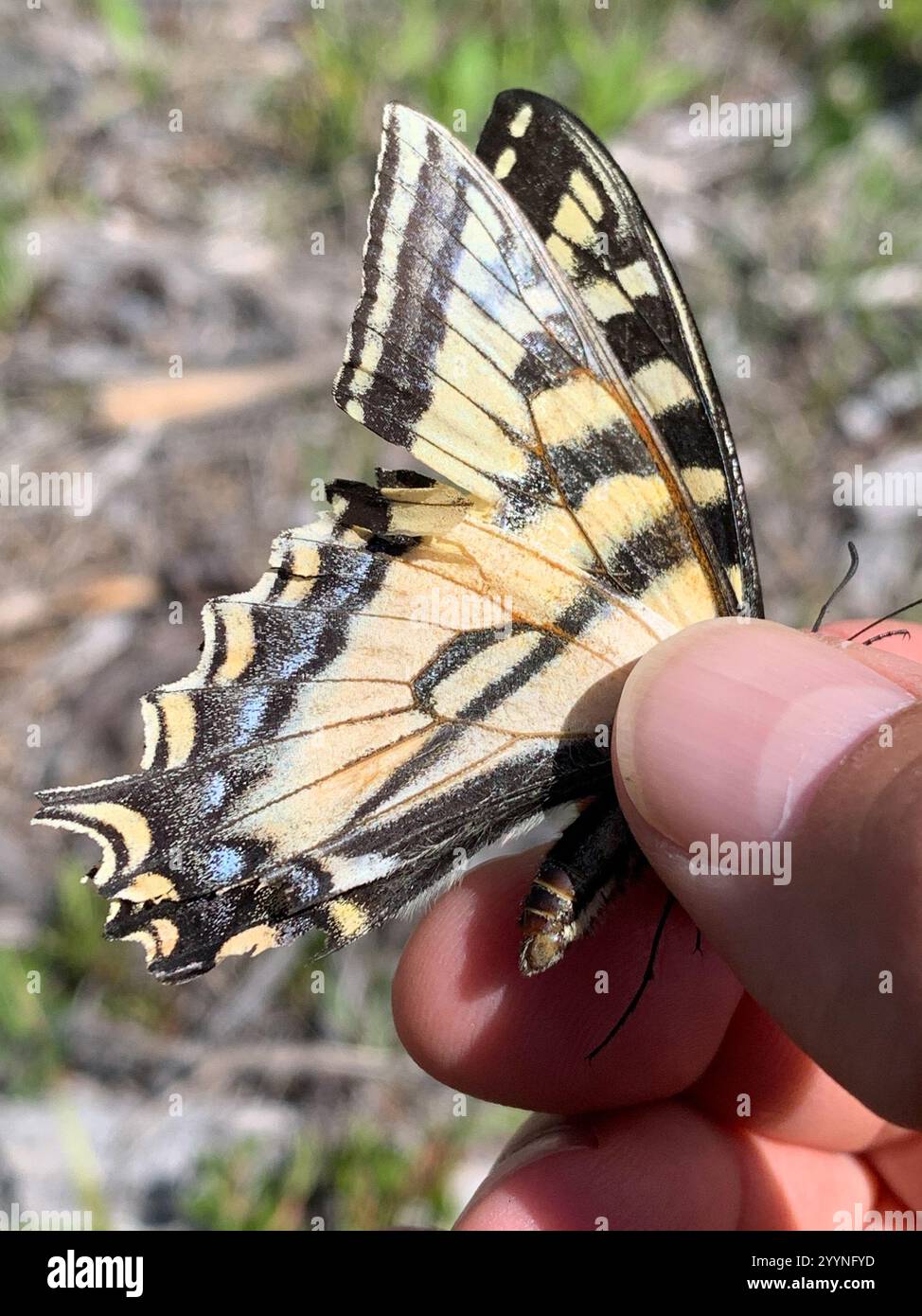 Canadian Tiger Swallowtail (Papilio canadensis Stock Photo - Alamy