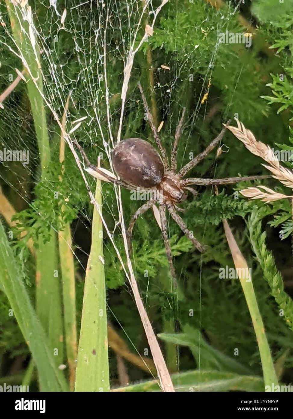 Labyrinth spider (Agelena labyrinthica Stock Photo - Alamy