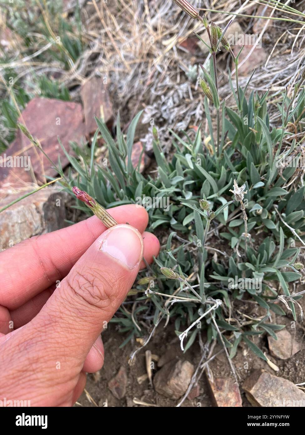 Palmer's Catchfly (Silene bernardina Stock Photo - Alamy