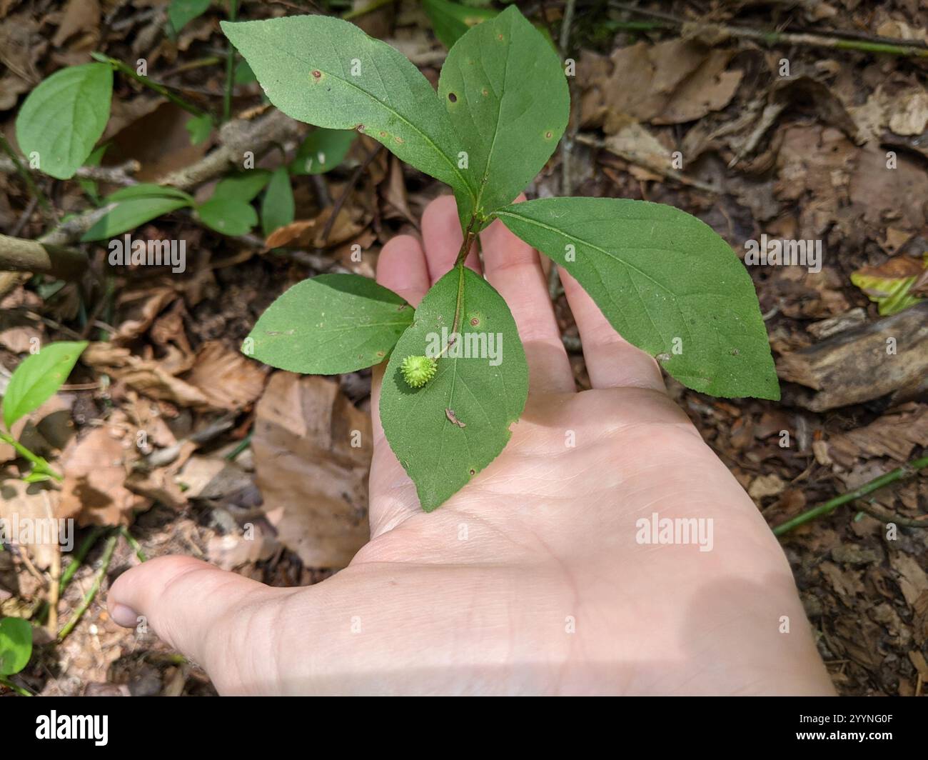 Running Strawberry-bush (Euonymus obovatus Stock Photo - Alamy