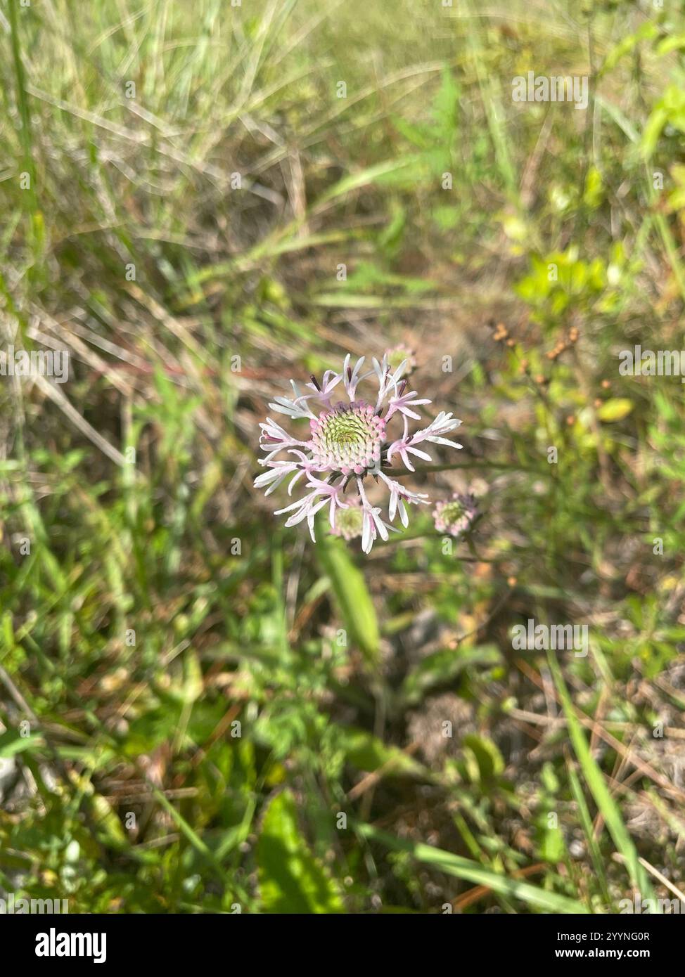 Grassleaf Barbara's-Buttons (Marshallia graminifolia Stock Photo - Alamy