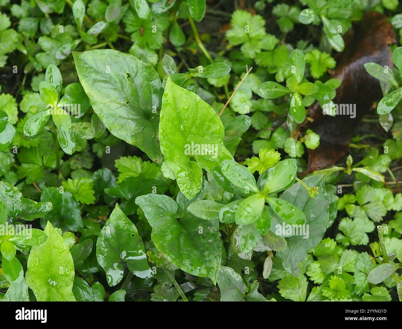 Divaricate Typhonium (Typhonium blumei Stock Photo - Alamy