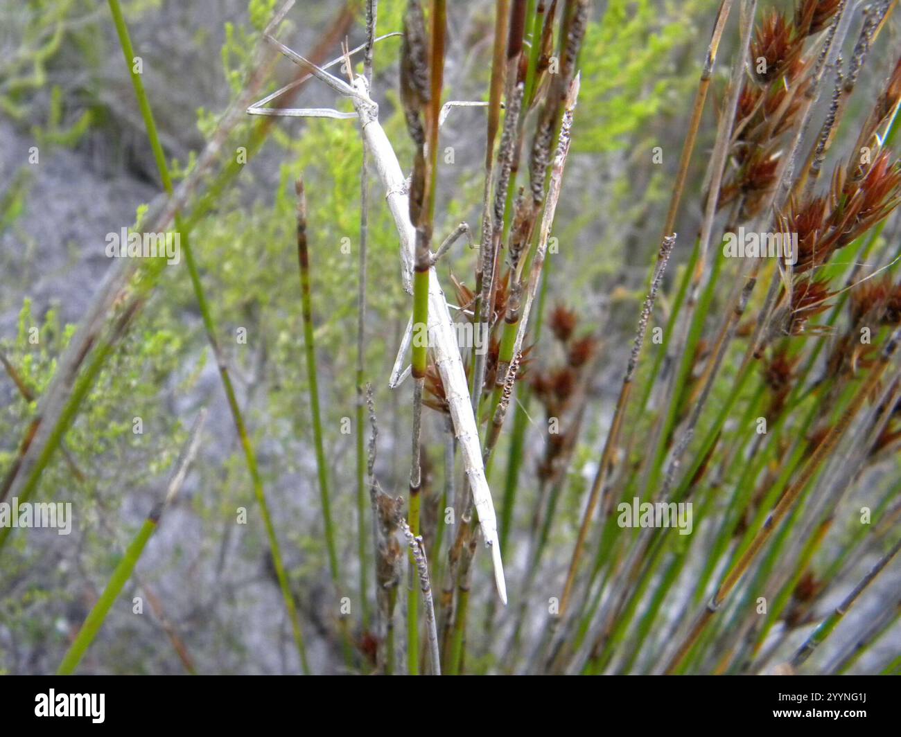 Cape Stick Insect (Phalces brevis Stock Photo - Alamy