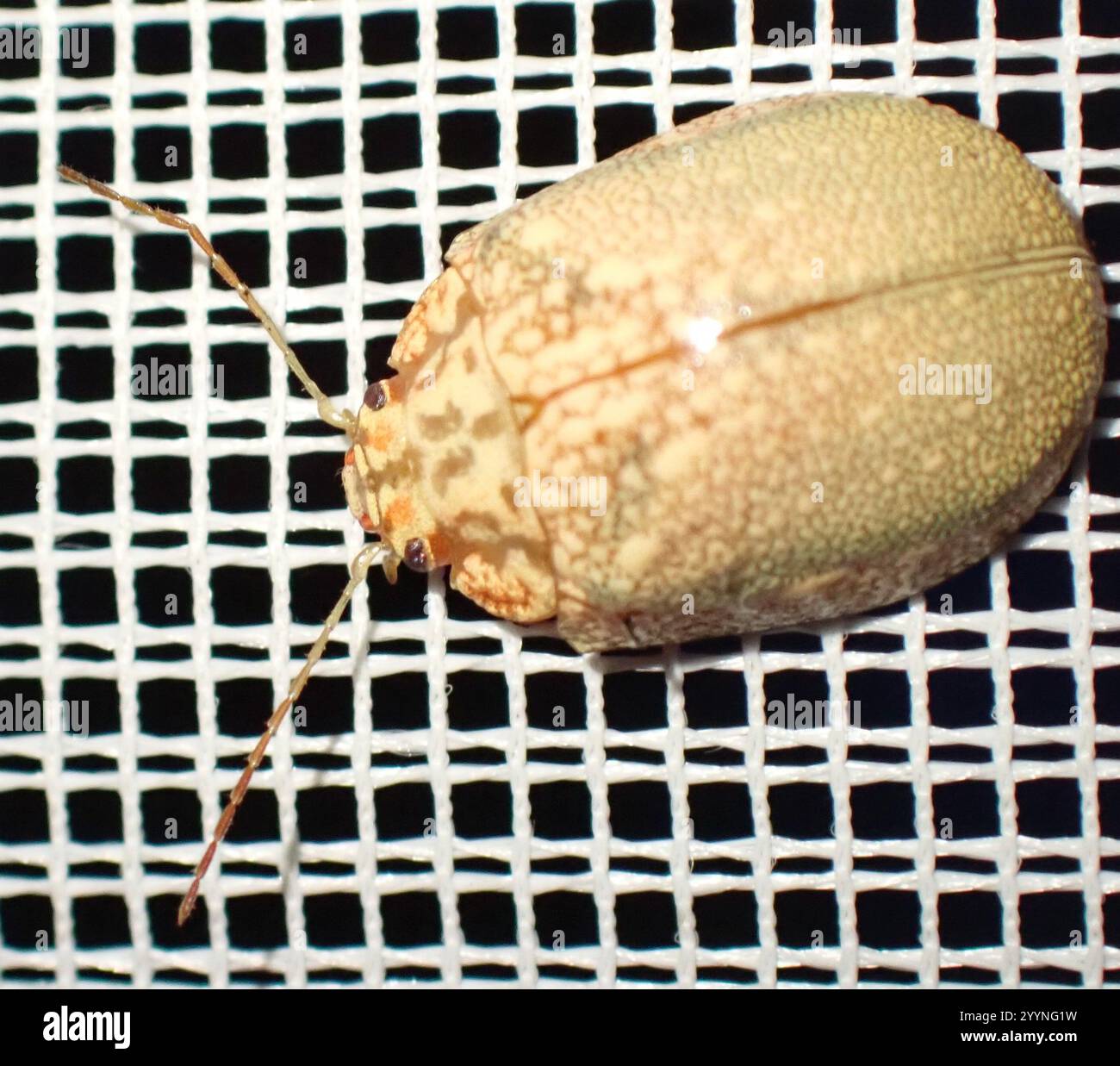 Paropsis hi-res stock photography and images - Alamy
