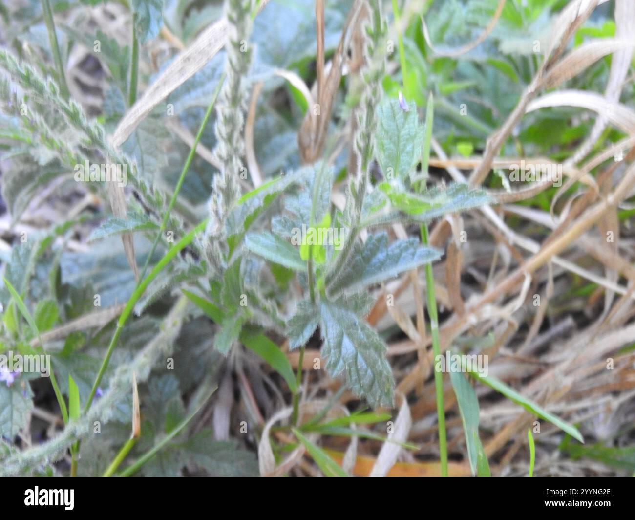 western vervain (Verbena lasiostachys Stock Photo - Alamy