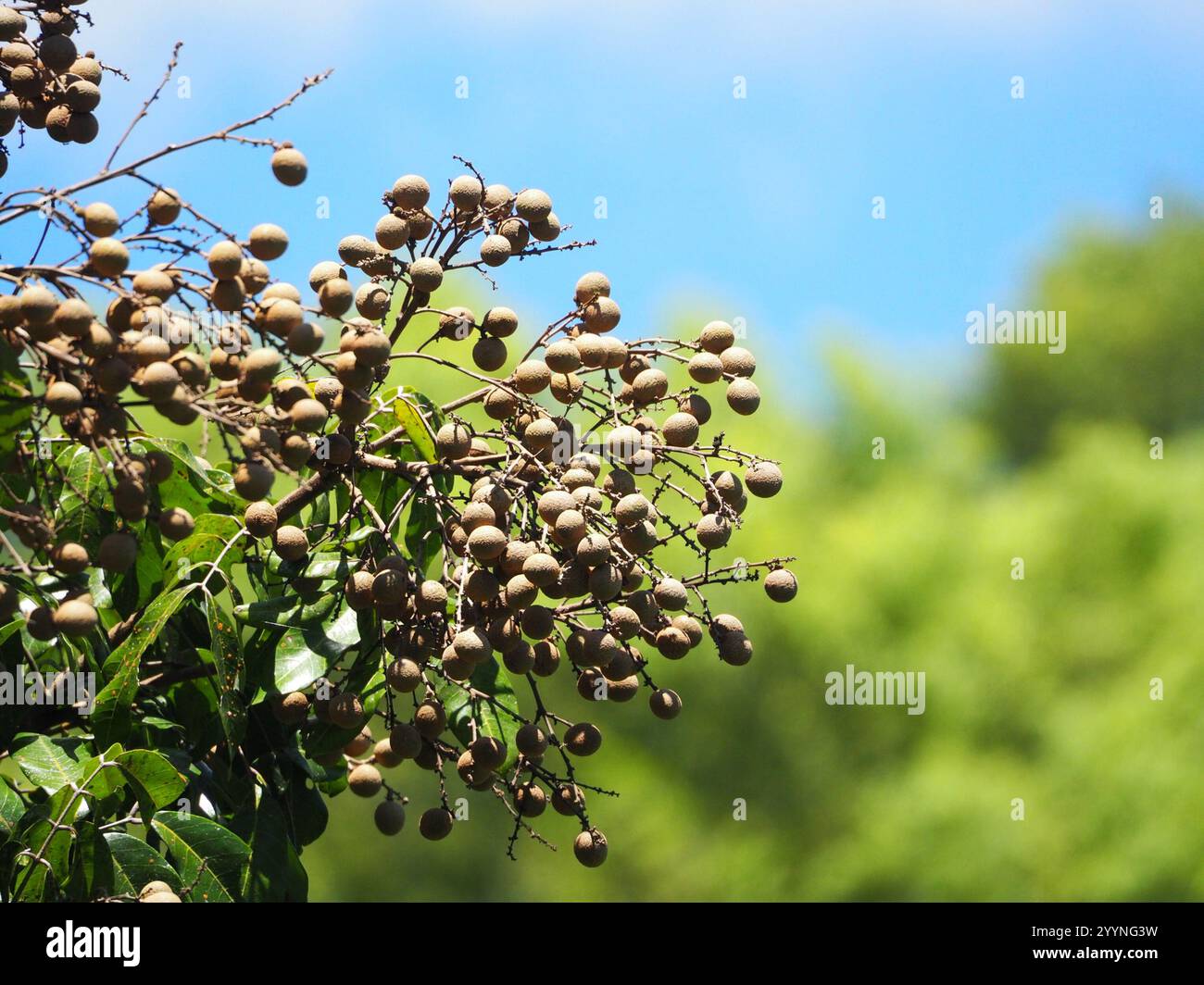 Longan (Dimocarpus longan Stock Photo - Alamy