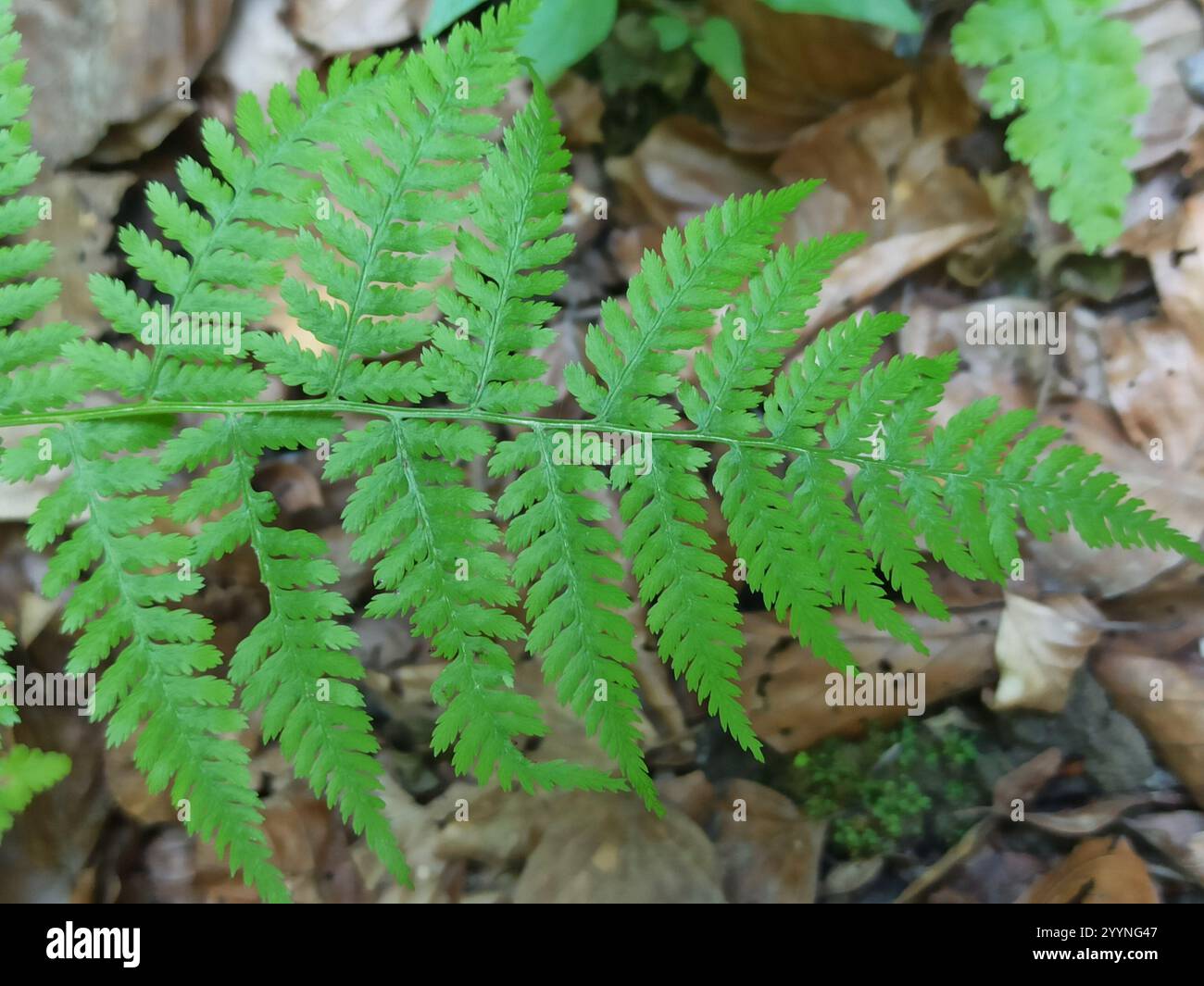 lady fern (Athyrium filix-femina Stock Photo - Alamy