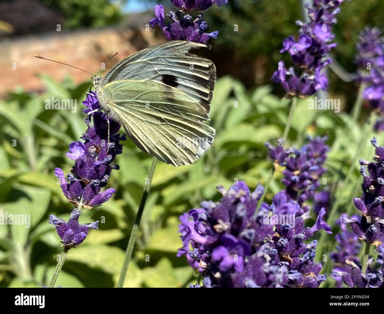 Large White (Pieris brassicae Stock Photo - Alamy