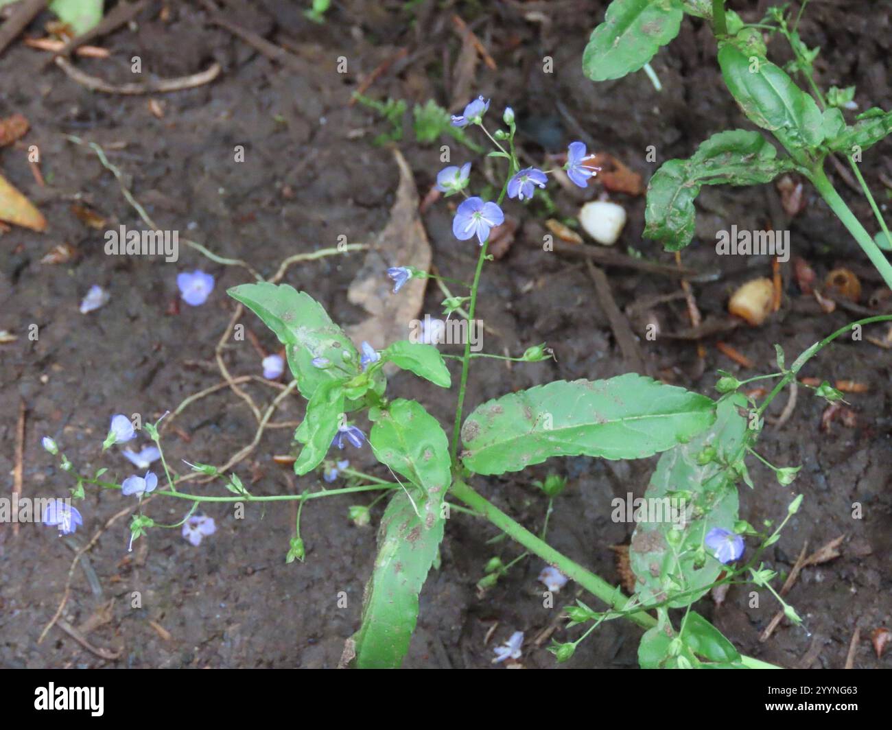 American brooklime (Veronica americana Stock Photo - Alamy