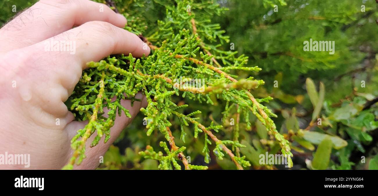 Tecate cypress (Hesperocyparis forbesii Stock Photo - Alamy