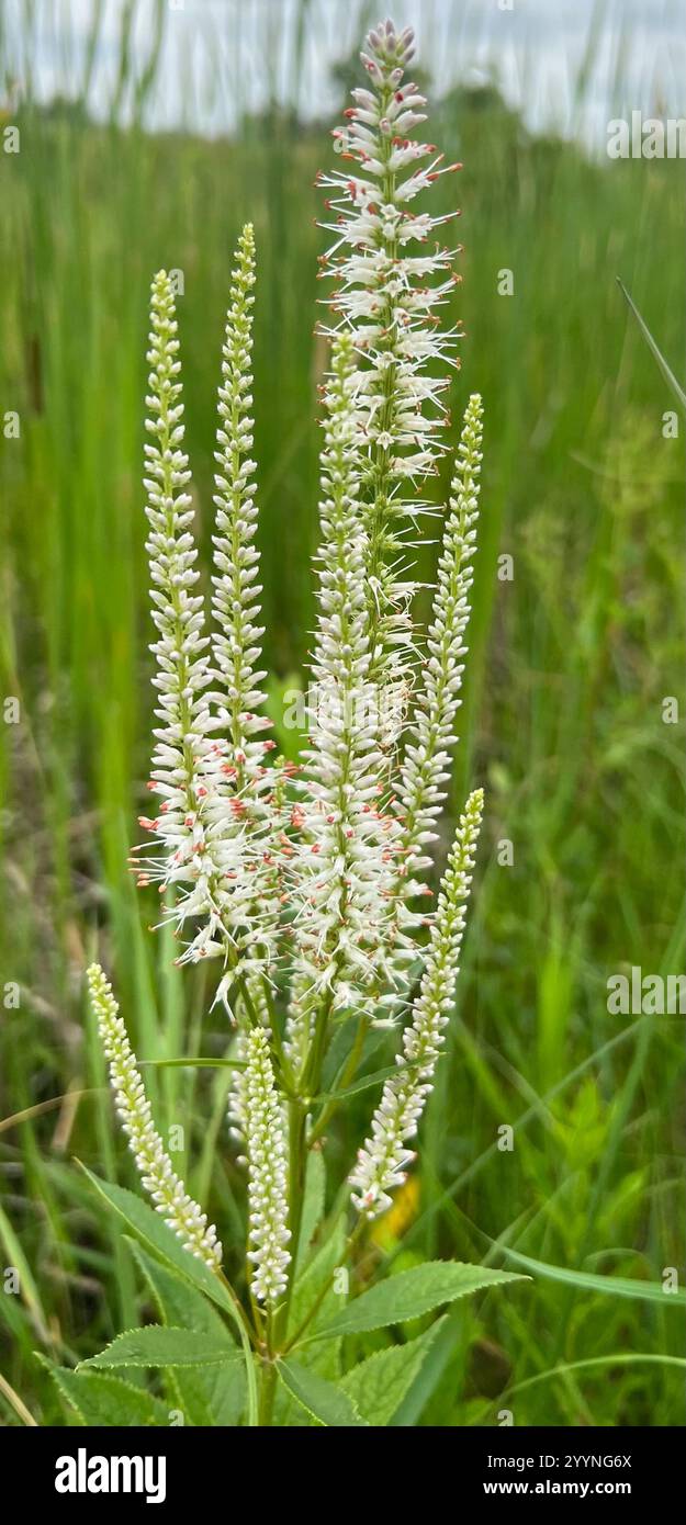 Culver's root (Veronicastrum virginicum Stock Photo - Alamy