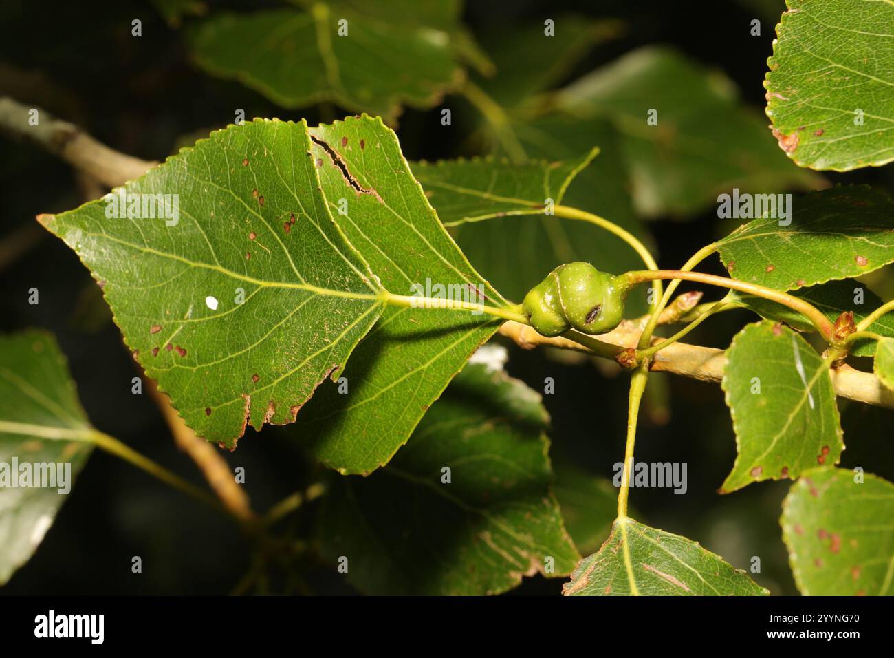 Poplar Spiral Gall Aphid (Pemphigus spyrothecae Stock Photo - Alamy