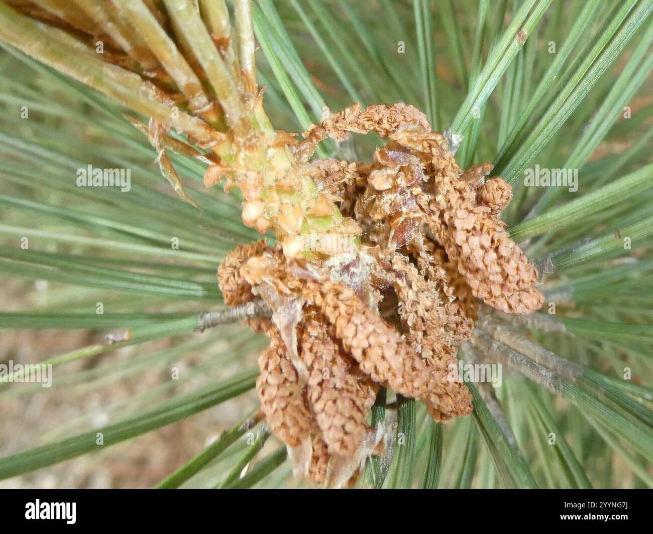 red pine (Pinus resinosa Stock Photo - Alamy