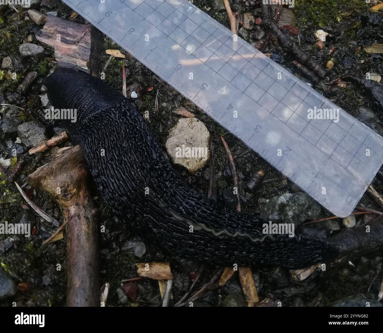 Ash-black Slug (Limax cinereoniger Stock Photo - Alamy