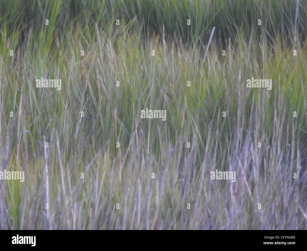 Saltmarsh Cordgrass (Sporobolus alterniflorus Stock Photo - Alamy