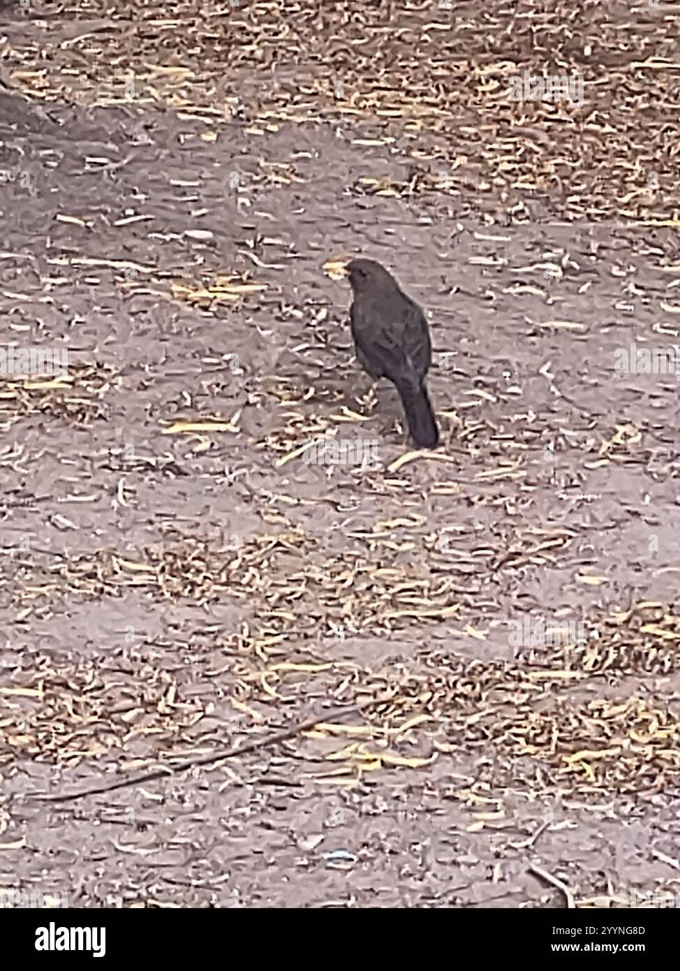 Great Thrush (Turdus fuscater Stock Photo - Alamy