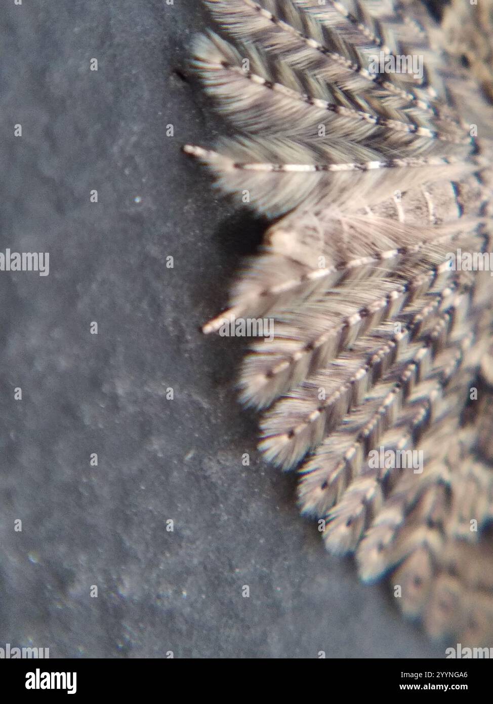 Twenty plume moth alucita hexadactyla hi-res stock photography and ...