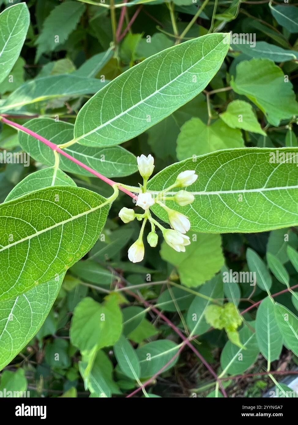 hemp dogbane (Apocynum cannabinum Stock Photo - Alamy