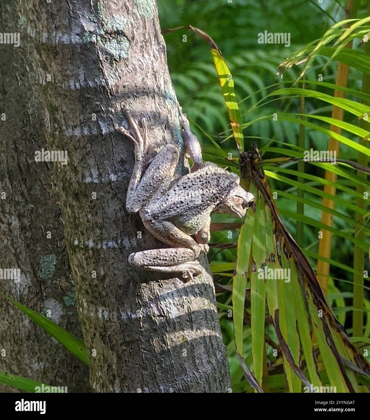 Cuban Tree Frog (Osteopilus septentrionalis Stock Photo - Alamy