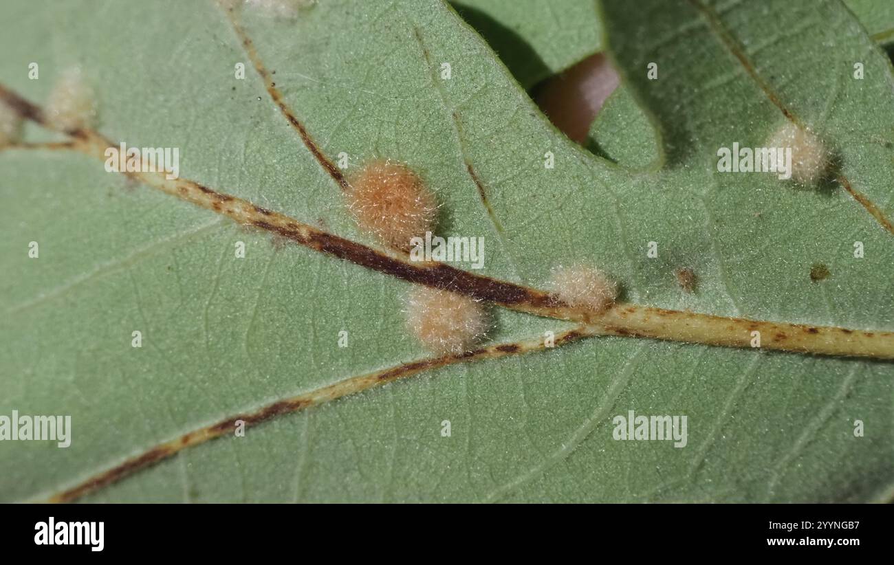 oak flake gall wasp (Neuroterus quercusverrucarum Stock Photo - Alamy