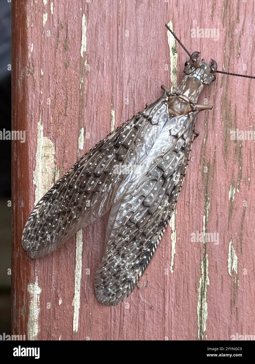 Eastern Dobsonfly (Corydalus cornutus Stock Photo - Alamy