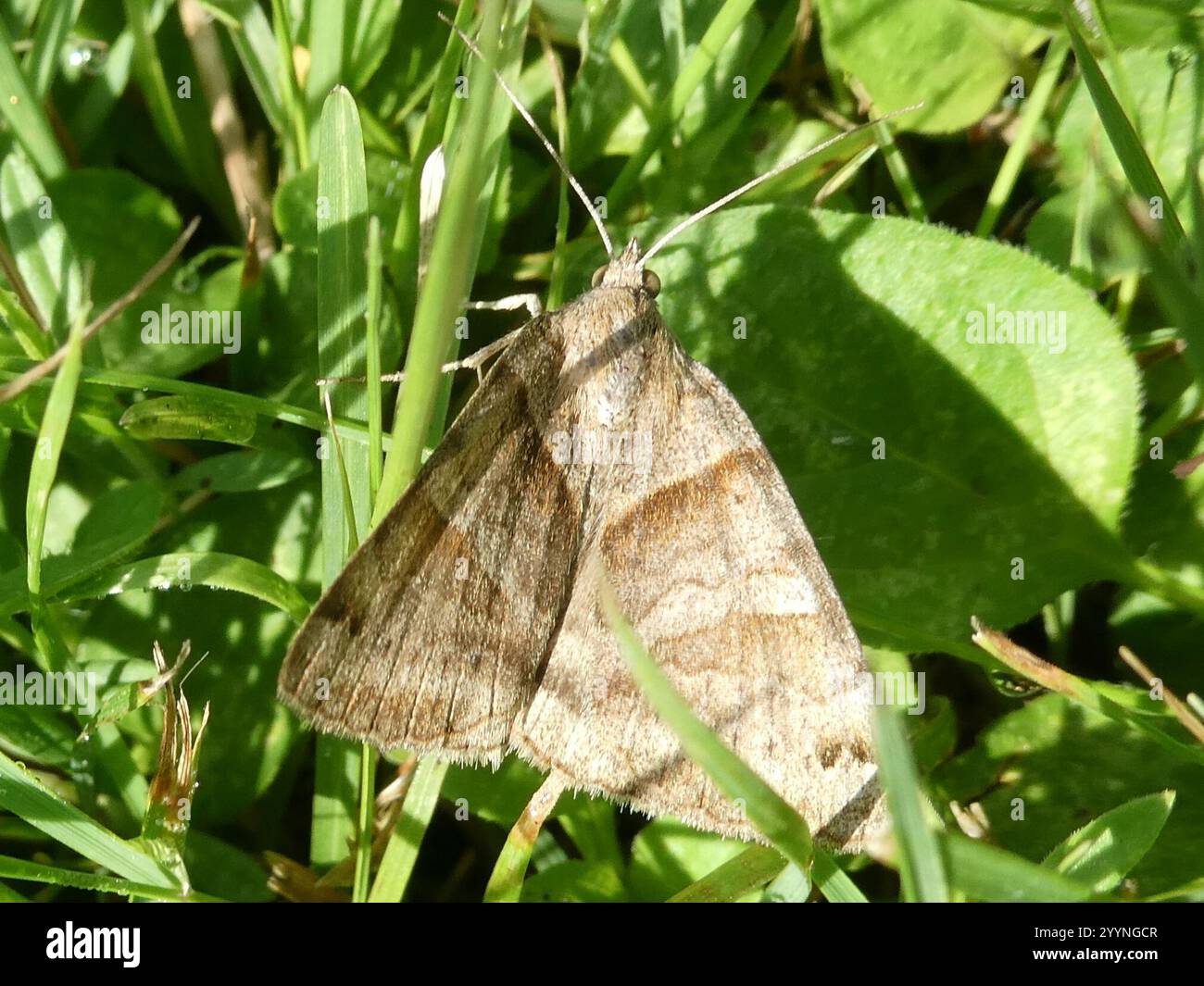 Clover Looper Moth (Caenurgina crassiuscula Stock Photo - Alamy