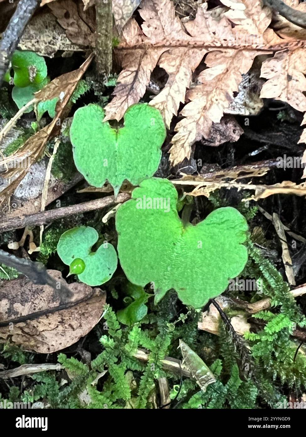 (Corybas trilobus aggregate Stock Photo - Alamy