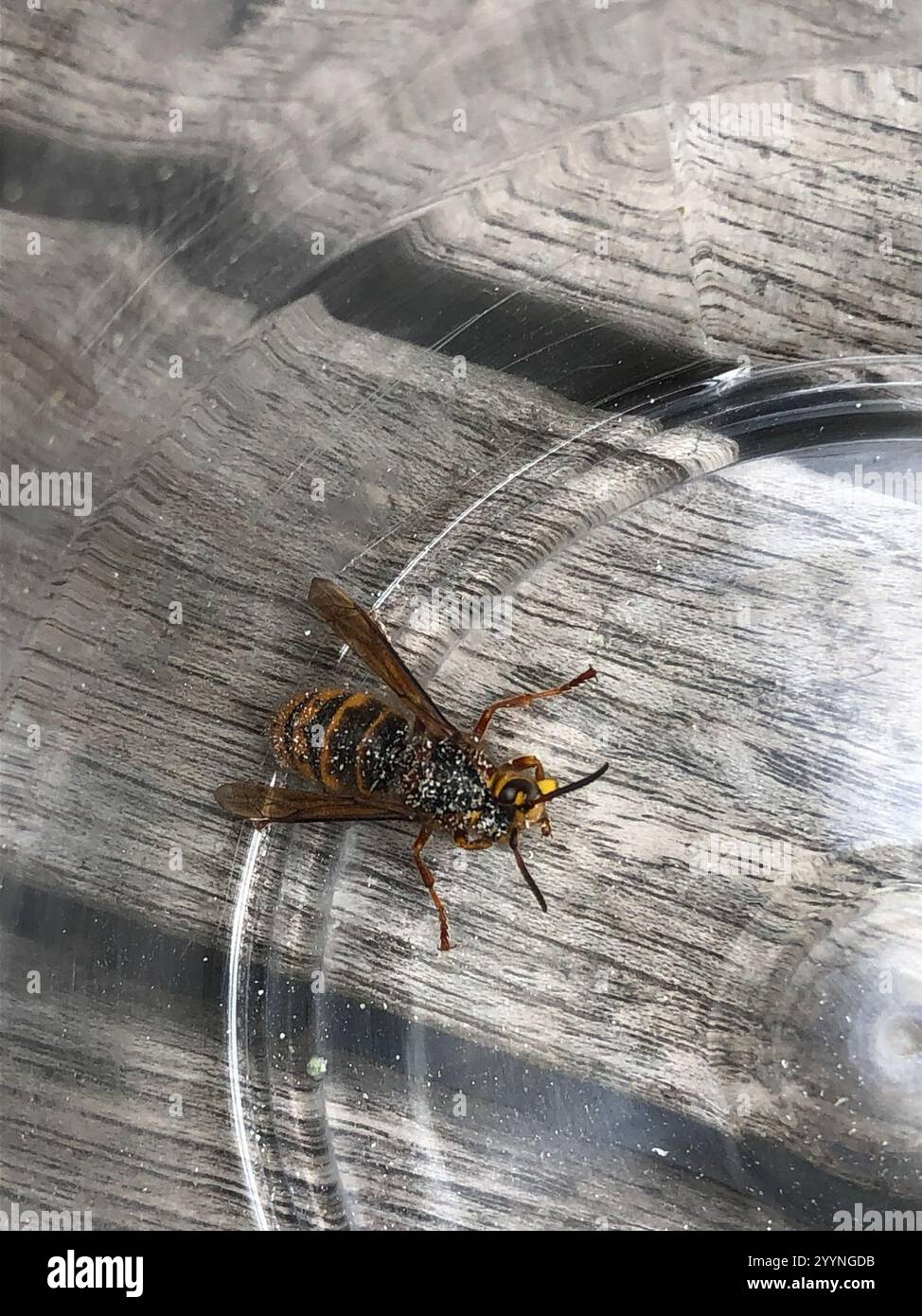 Median Wasp (Dolichovespula media Stock Photo - Alamy
