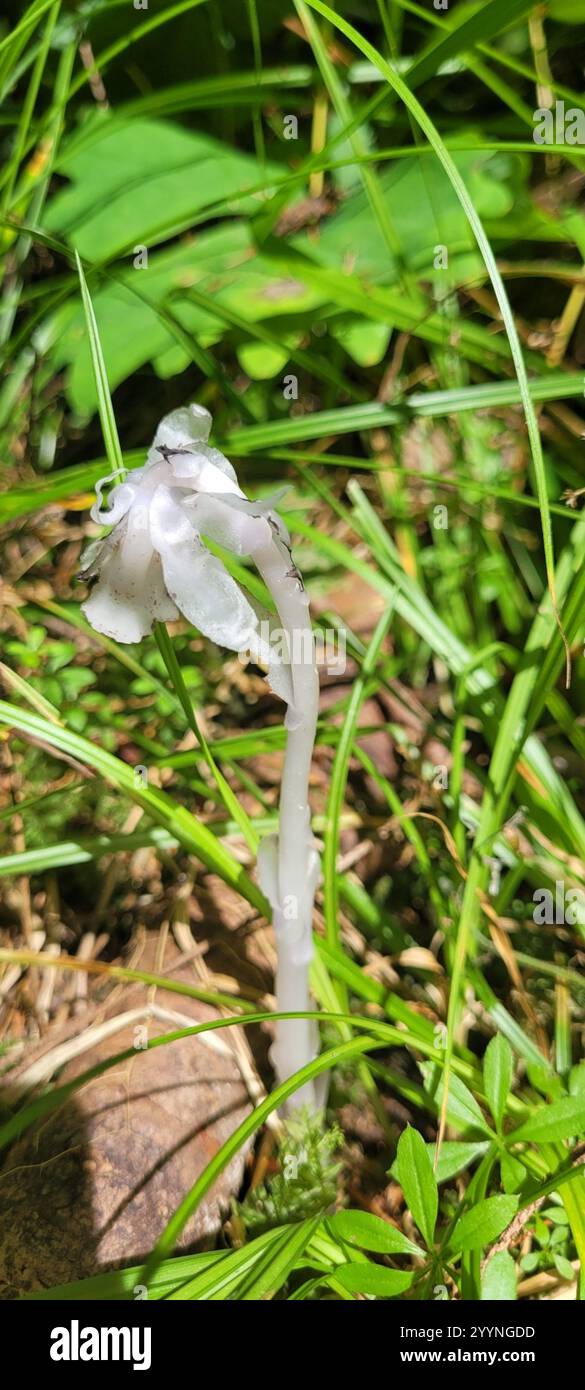 Ghost Pipe (Monotropa uniflora Stock Photo - Alamy