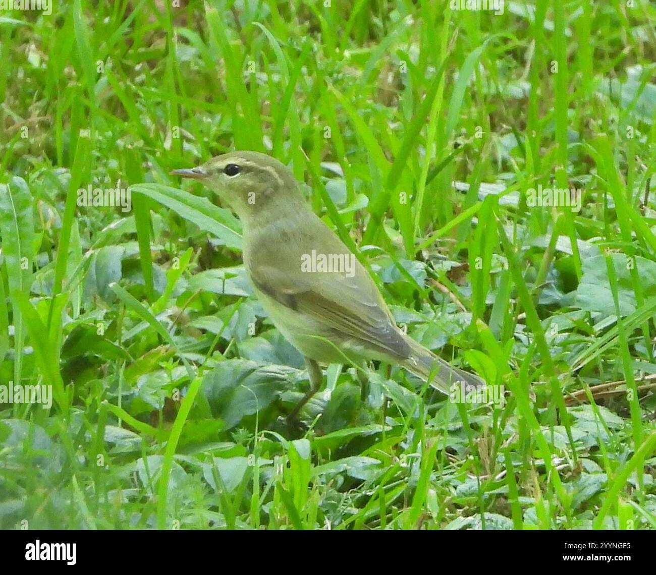 Greenish Warbler (Phylloscopus trochiloides Stock Photo - Alamy