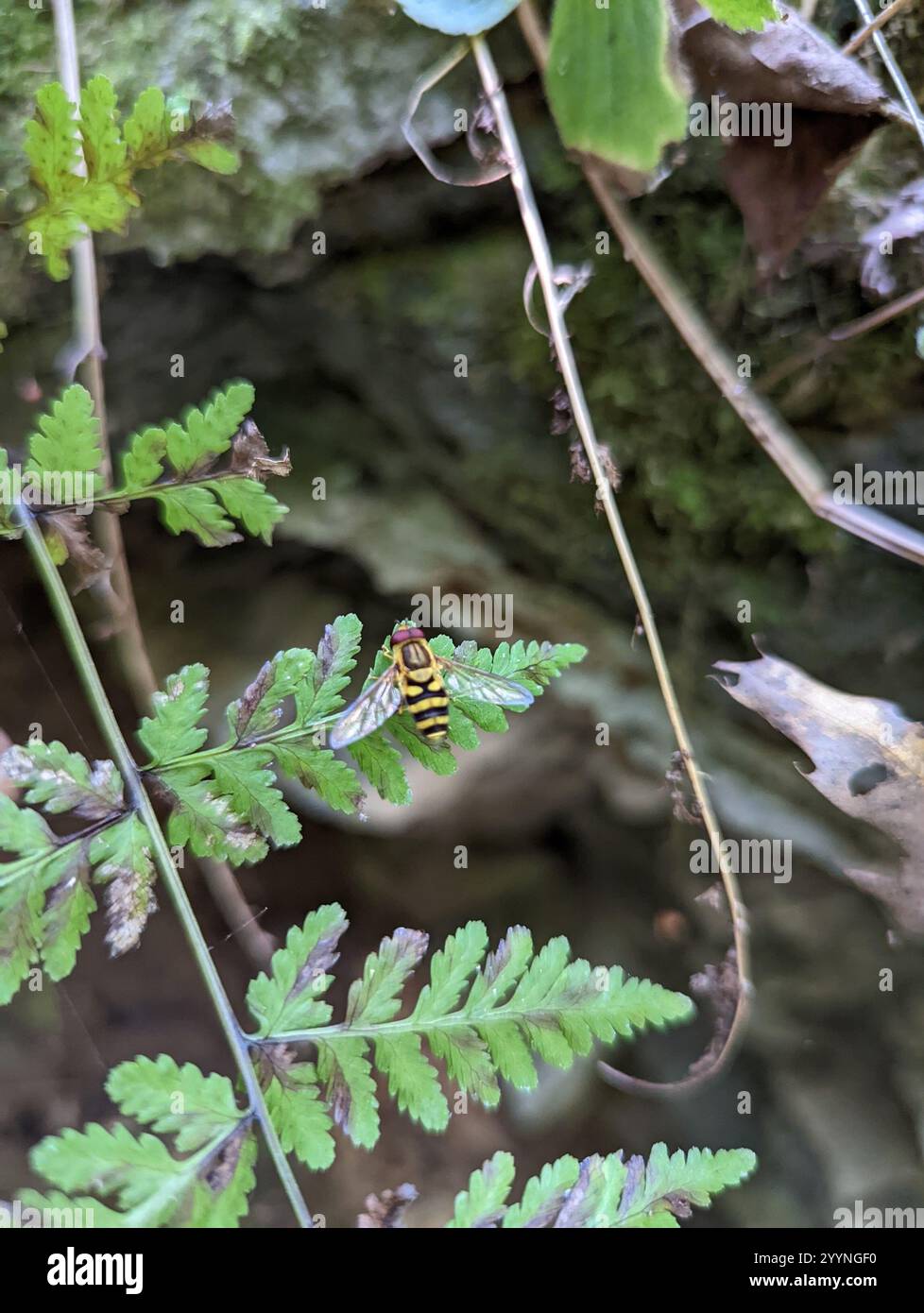 Common Flower Flies (Syrphus Stock Photo - Alamy