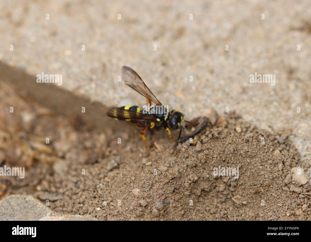 Ornate-tailed Digger Wasp (Cerceris rybyensis Stock Photo - Alamy