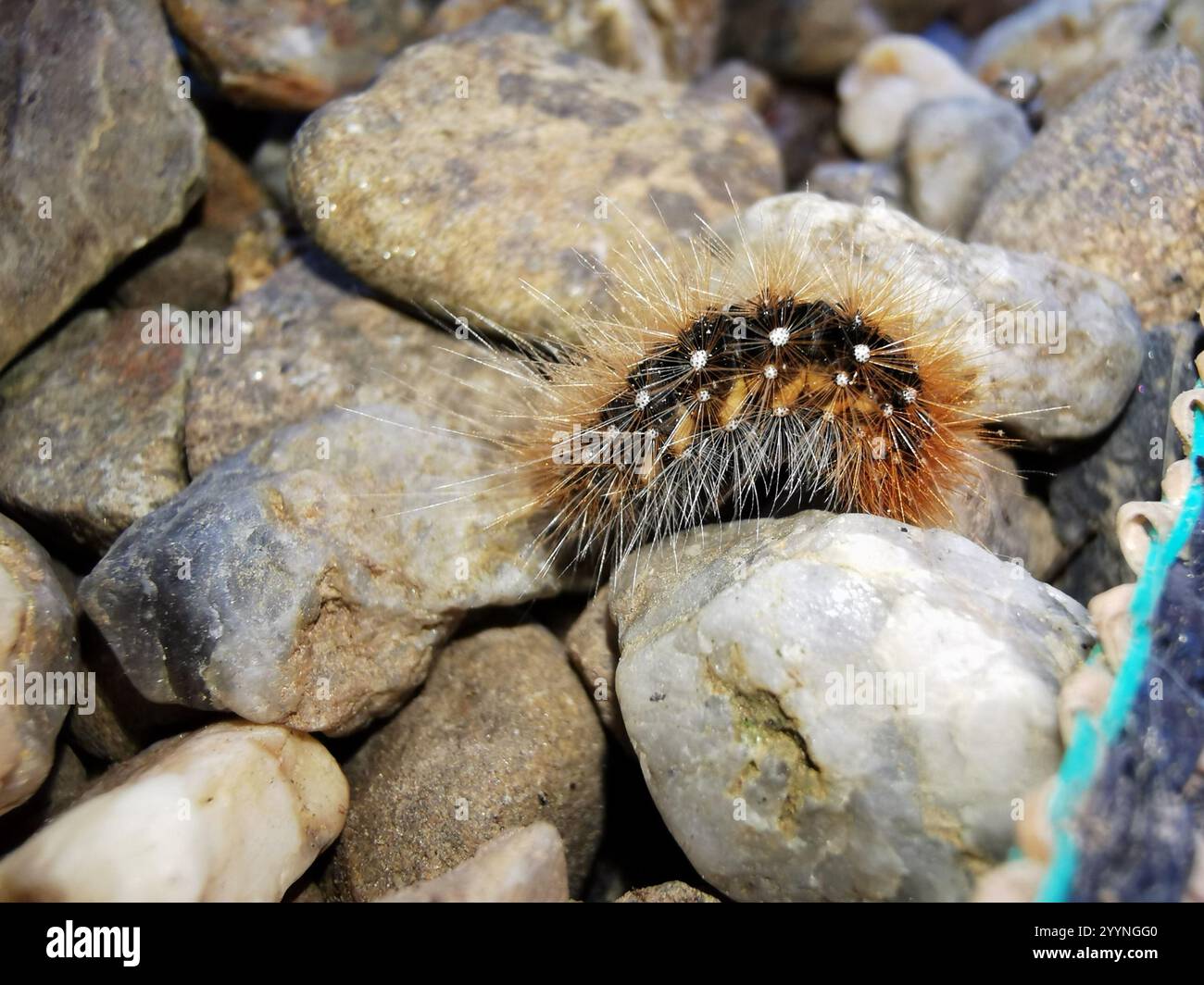 Garden Tiger (Arctia caja Stock Photo - Alamy