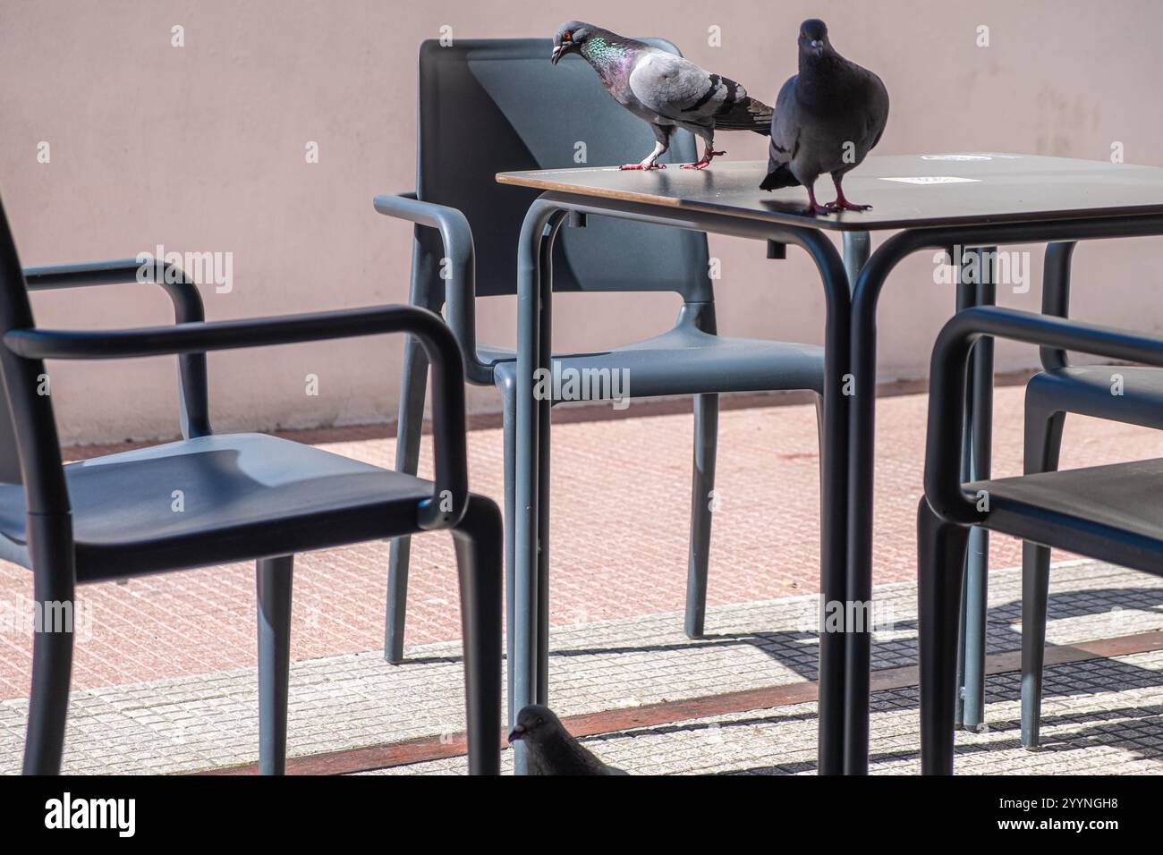 Bird pigeon resting sun relax hi-res stock photography and images - Alamy