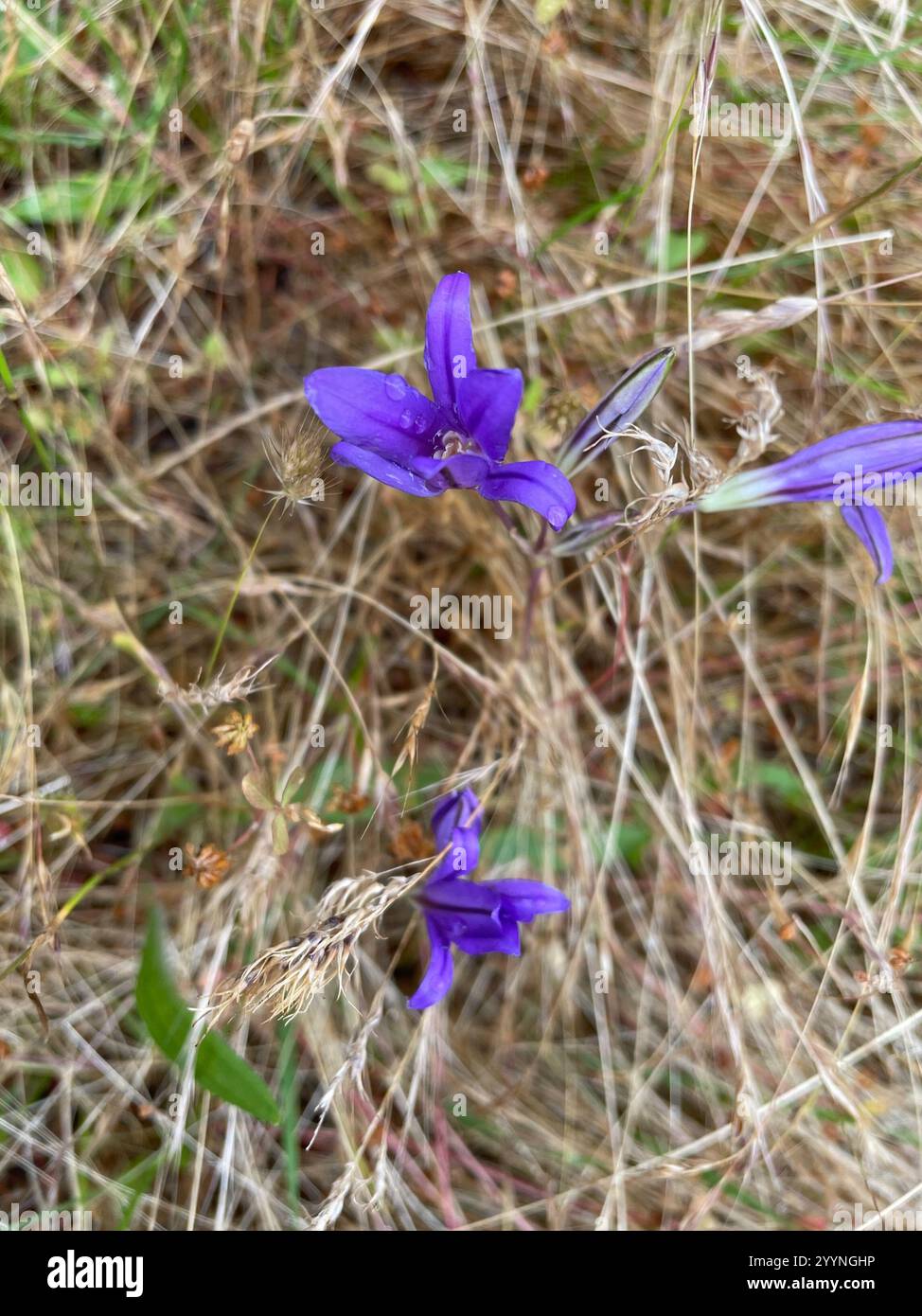 crown brodiaea (Brodiaea coronaria Stock Photo - Alamy