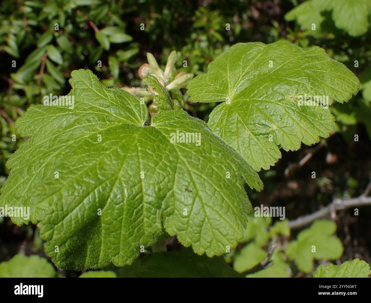 sticky currant (Ribes viscosissimum Stock Photo - Alamy