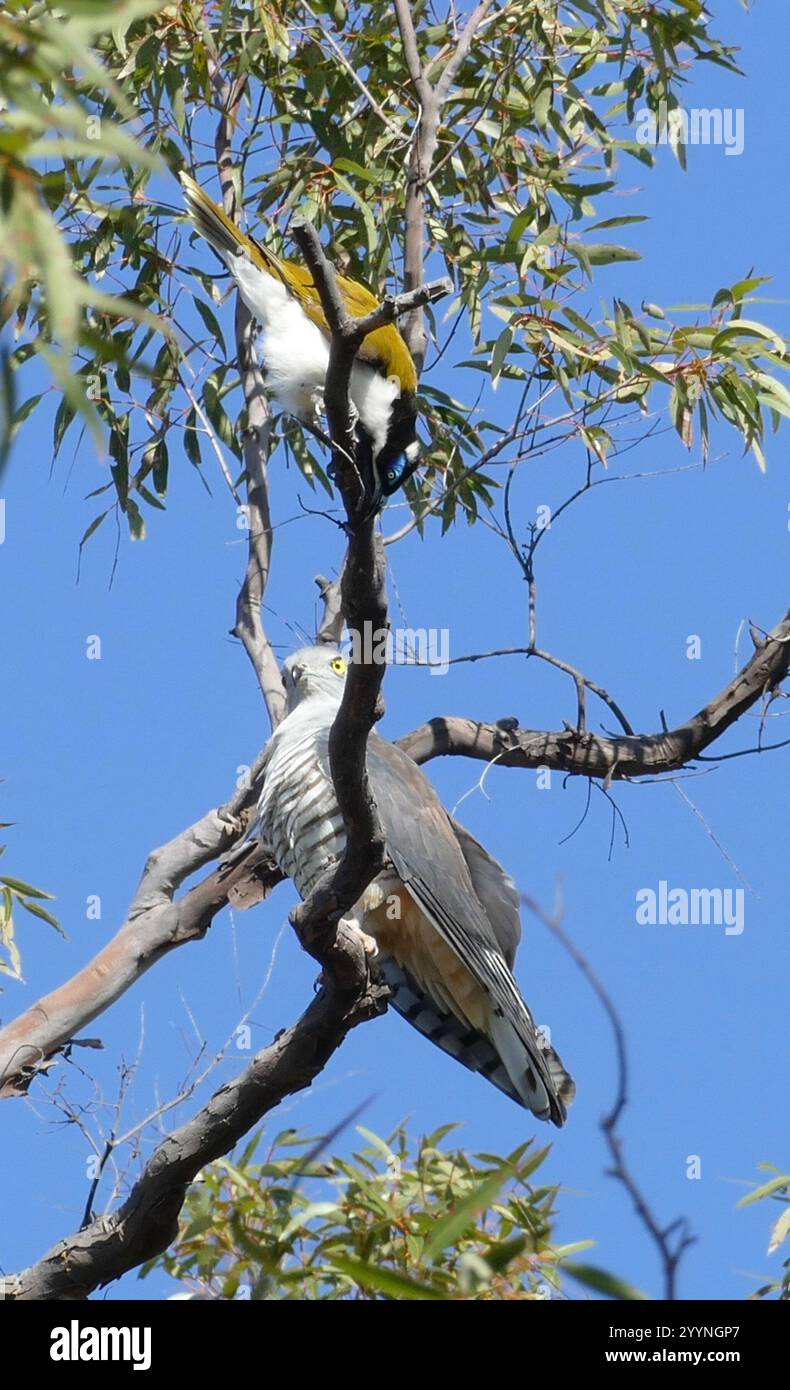 Baza subcristata hi-res stock photography and images - Alamy