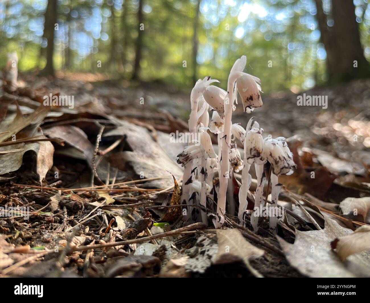 Ghost Pipe (Monotropa uniflora Stock Photo - Alamy