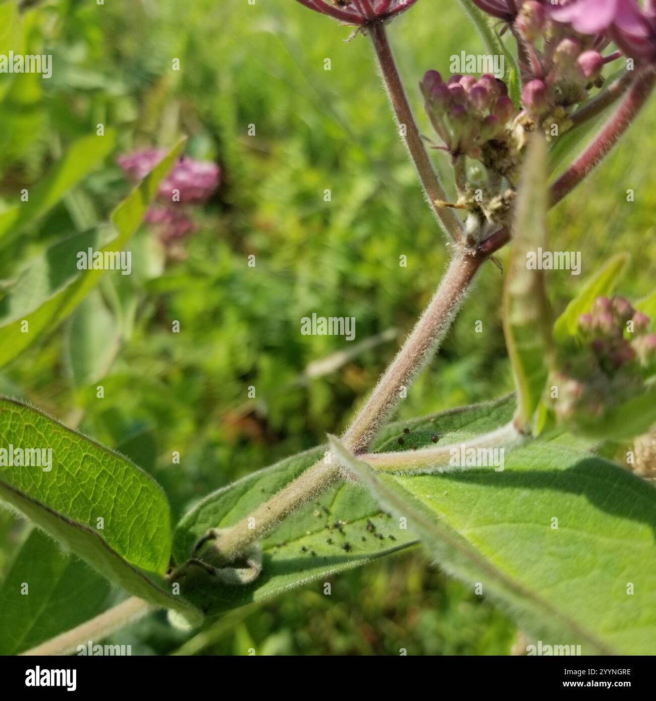 swamp milkweed (Asclepias incarnata Stock Photo - Alamy