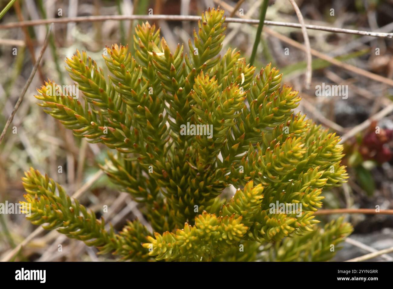 prickly tree-clubmoss (Dendrolycopodium dendroideum Stock Photo - Alamy