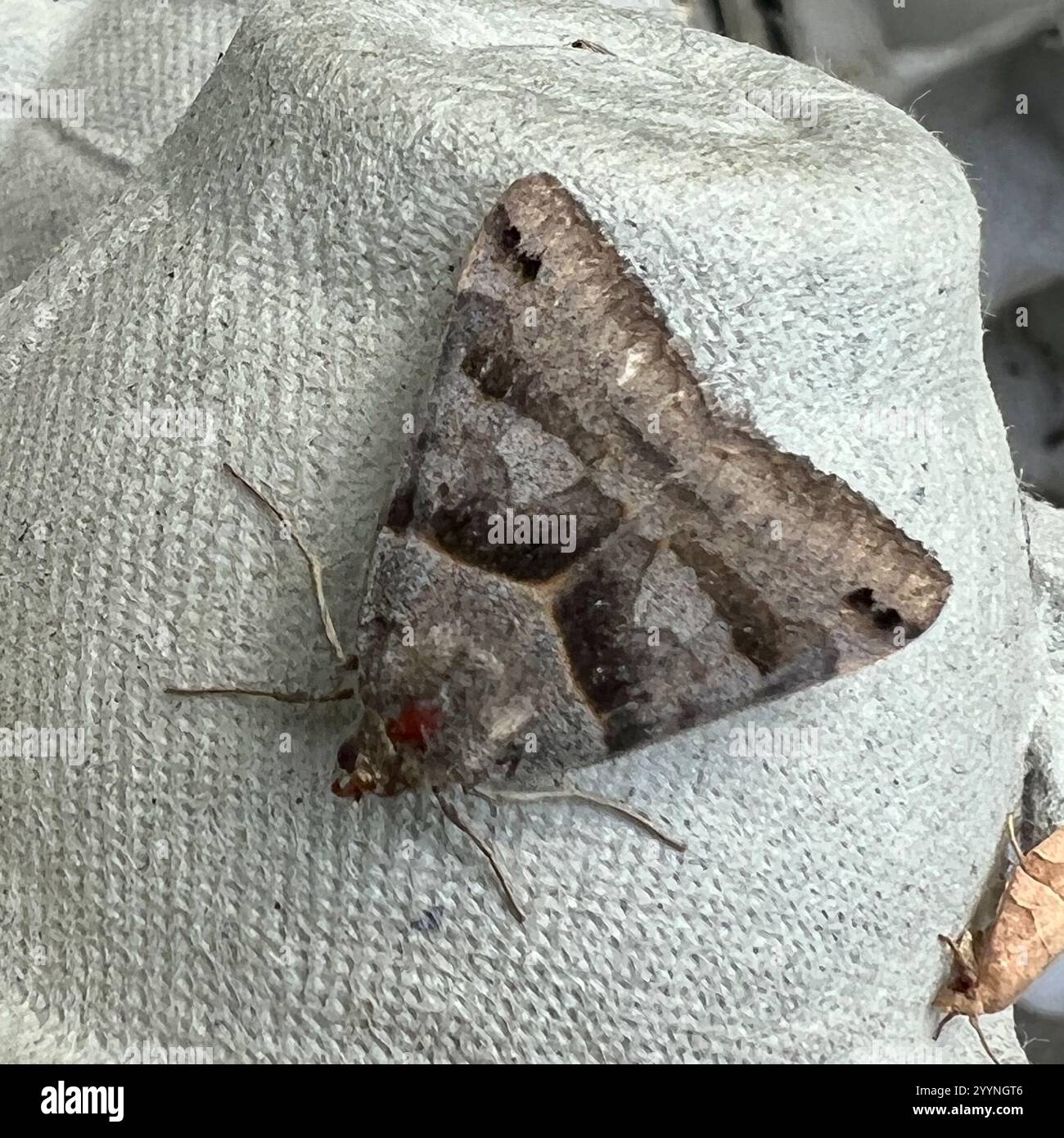 Crassiuscula hi-res stock photography and images - Alamy