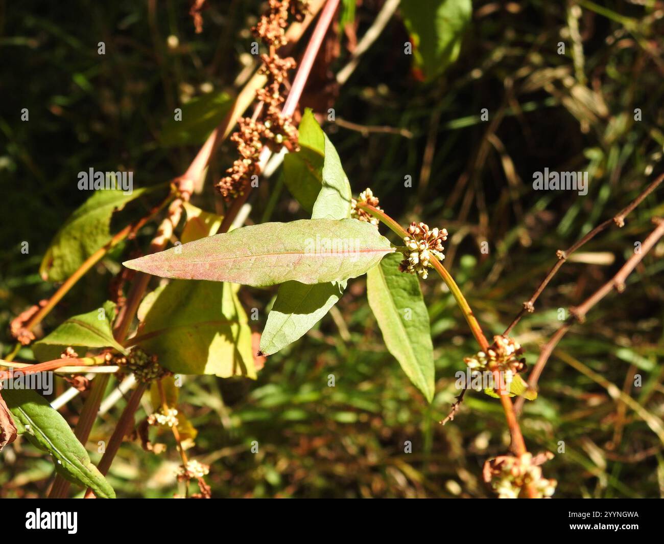 Clustered Dock (Rumex conglomeratus Stock Photo - Alamy