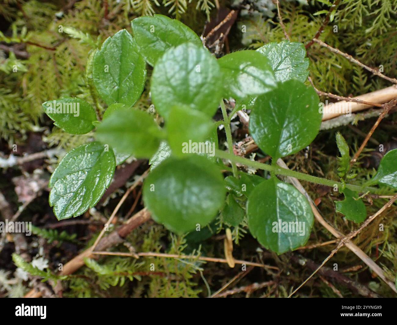 Twinflower (Linnaea borealis Stock Photo - Alamy