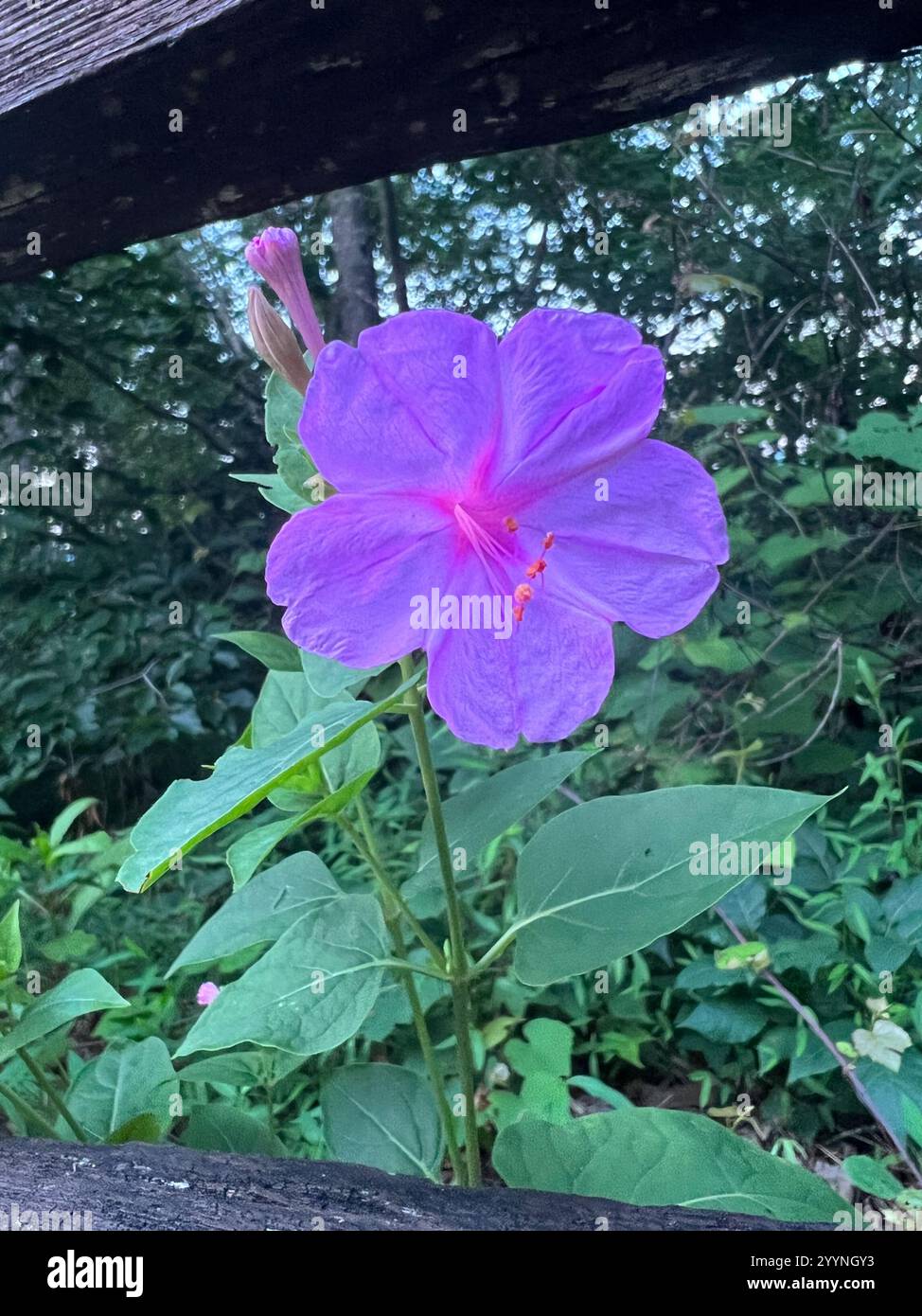 four o'clocks (Mirabilis Stock Photo - Alamy