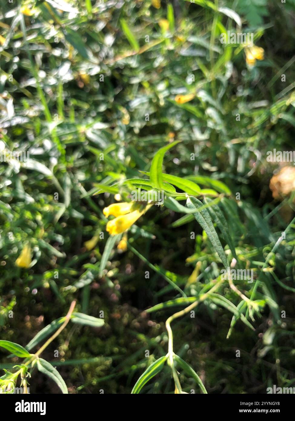 Common Cow-wheat (Melampyrum pratense Stock Photo - Alamy