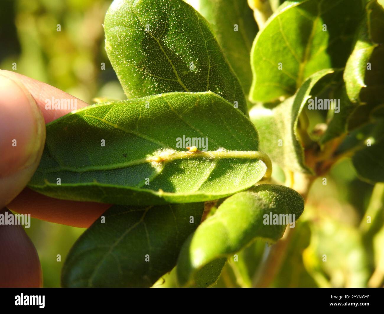Kernel Flower Gall Wasp (Callirhytis serricornis Stock Photo - Alamy